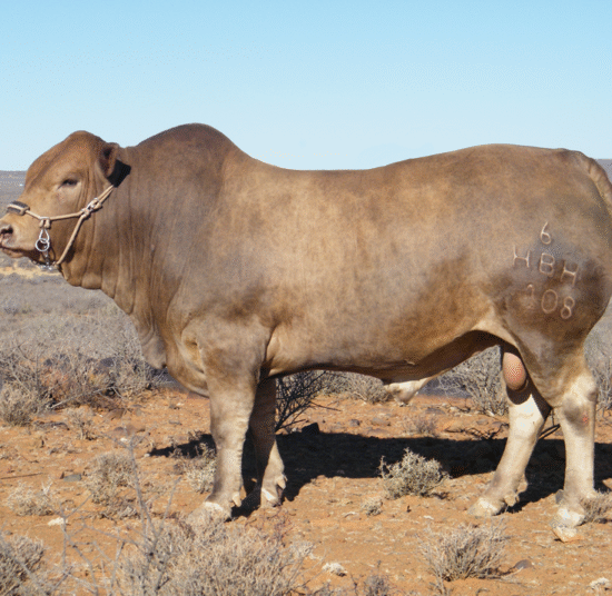 Tuli Cattle – Greenhill Country Farms