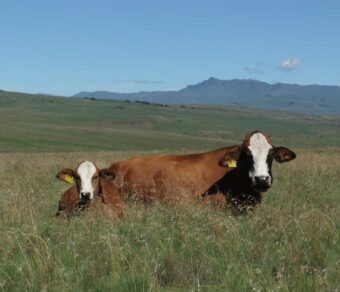 Simbra Cattle - Greenhill Country Farms