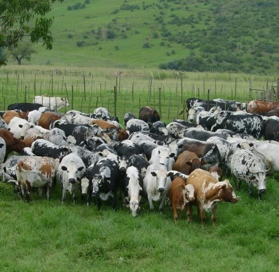 Nguni Cattle - Greenhill Country Farms