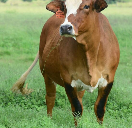 Simbra Cattle - Greenhill Country Farms