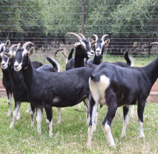 Alpine Goats ( Milk Goats) – Greenhill Country Farms