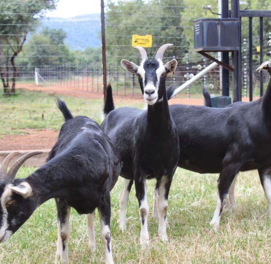 Alpine Goats ( Milk Goats) – Greenhill Country Farms
