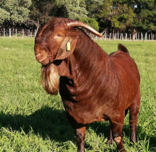 Kalahari Red Goats Rams - Greenhill Country Farms