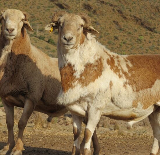 Meatmaster Sheep – Greenhill Country Farms