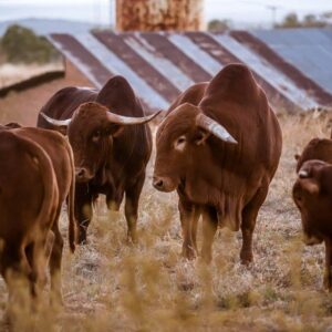 Simbra Cattle - Greenhill Country Farms