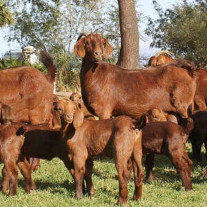 Afrikaner Cattle - Greenhill Country Farms