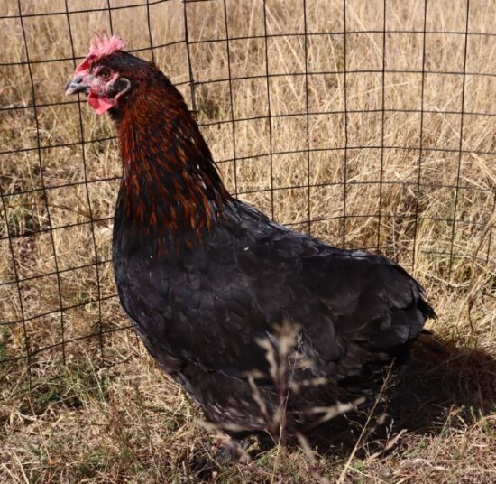 Black Copper Marans – Greenhill Country Farms