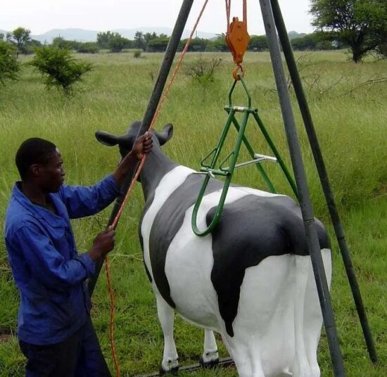 Hip Lifting Clamp – Greenhill Country Farms