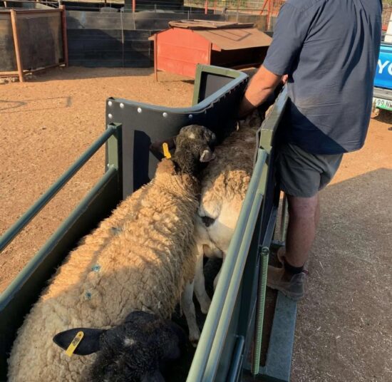 Sheep Clamp and Ramp COMBO – Greenhill Country Farms