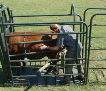 Vet clamp (Cattle) – Greenhill Country Farms